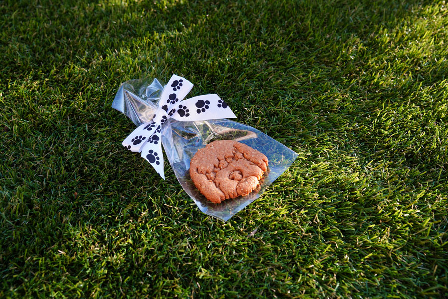 Doggo Head - Doodle - Crazy Grandma Treats.